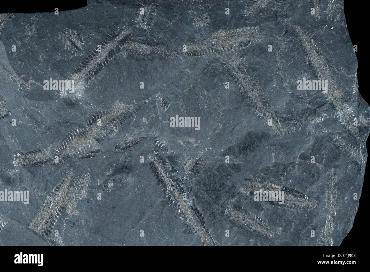 Phyllograptus sp. Ordovician, Cumbria, UK Stock Photo - Alamy