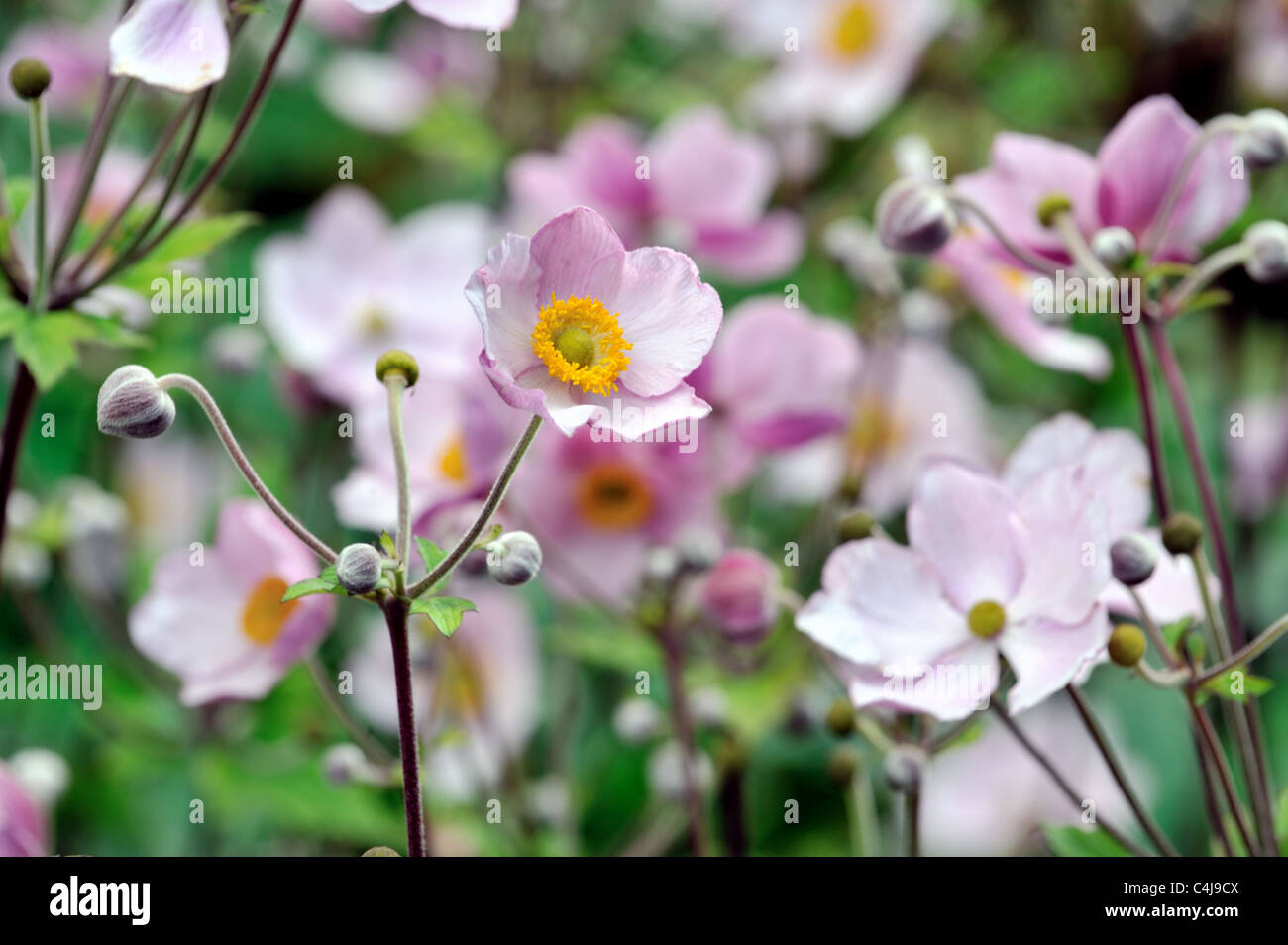Anemone summer flowers in bloom Stock Photo - Alamy