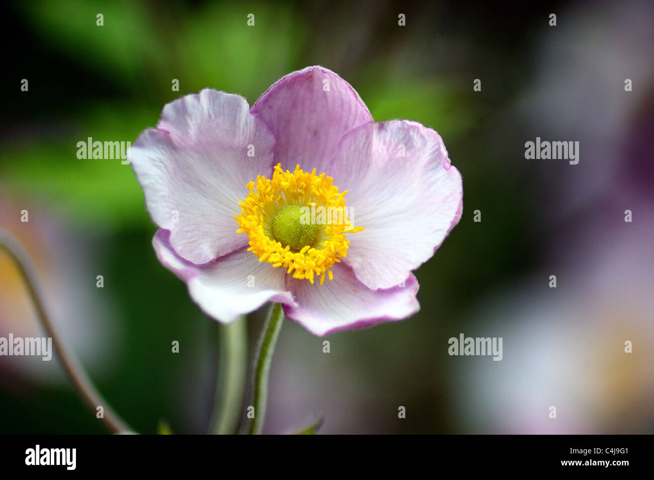 Anemone summer flowers in bloom Stock Photo - Alamy