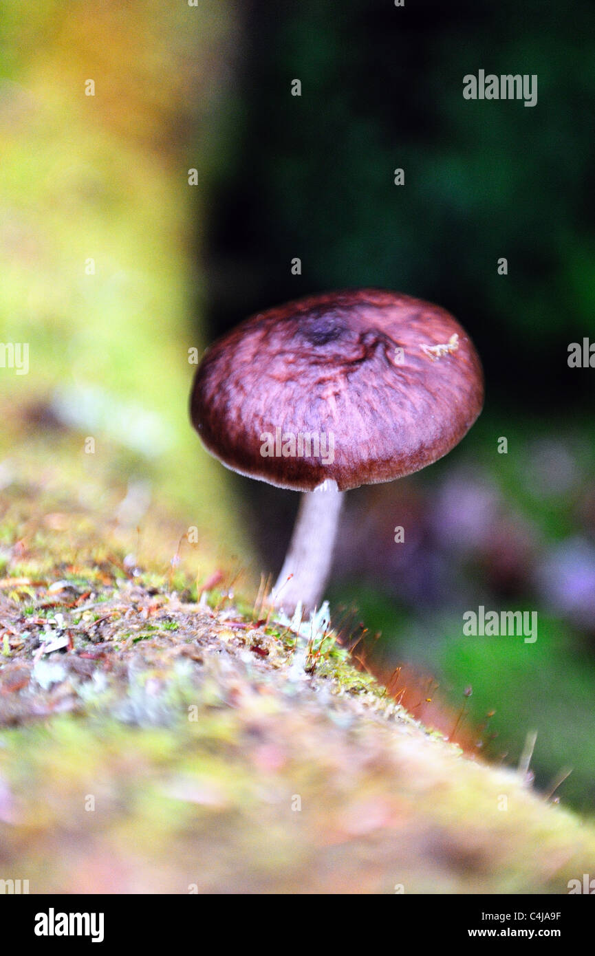 Mushroom growing in Queen Elizabeth Forest Park Stock Photo - Alamy