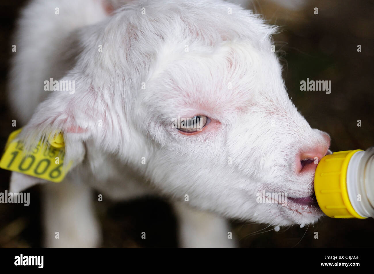 feeding of baby goat Stock Photo - Alamy