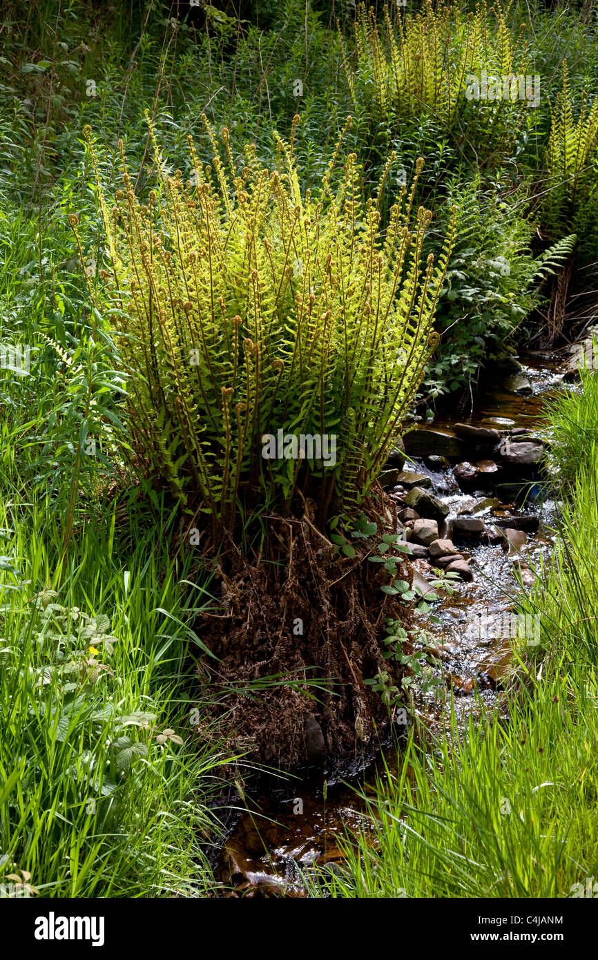 Upright fern fronds growing by a stream in the Brecon Beacons Wales ...