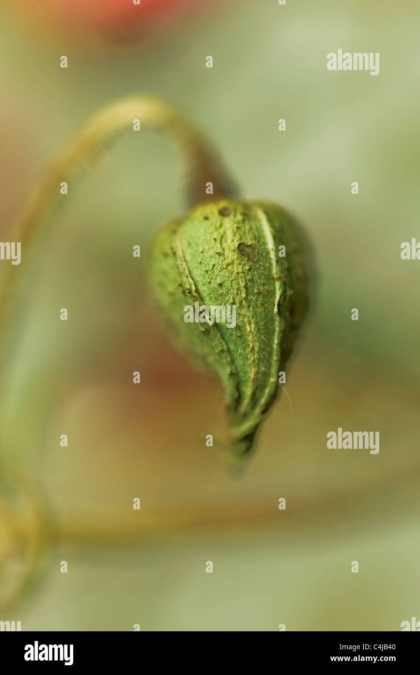 bud of rose flower closeup Stock Photo - Alamy