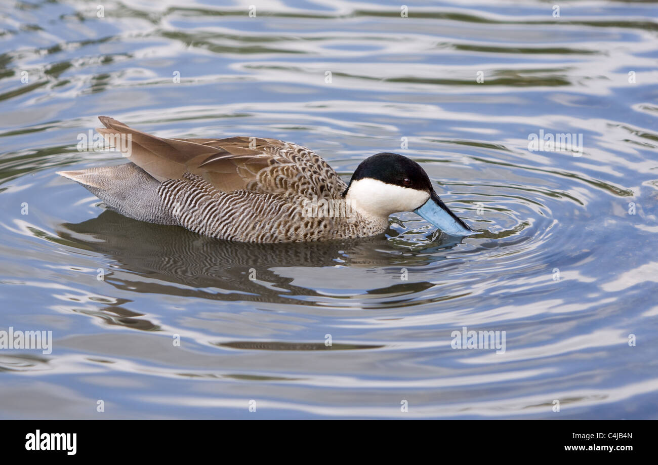 Anas versicolor puna, Puna teal Stock Photo - Alamy
