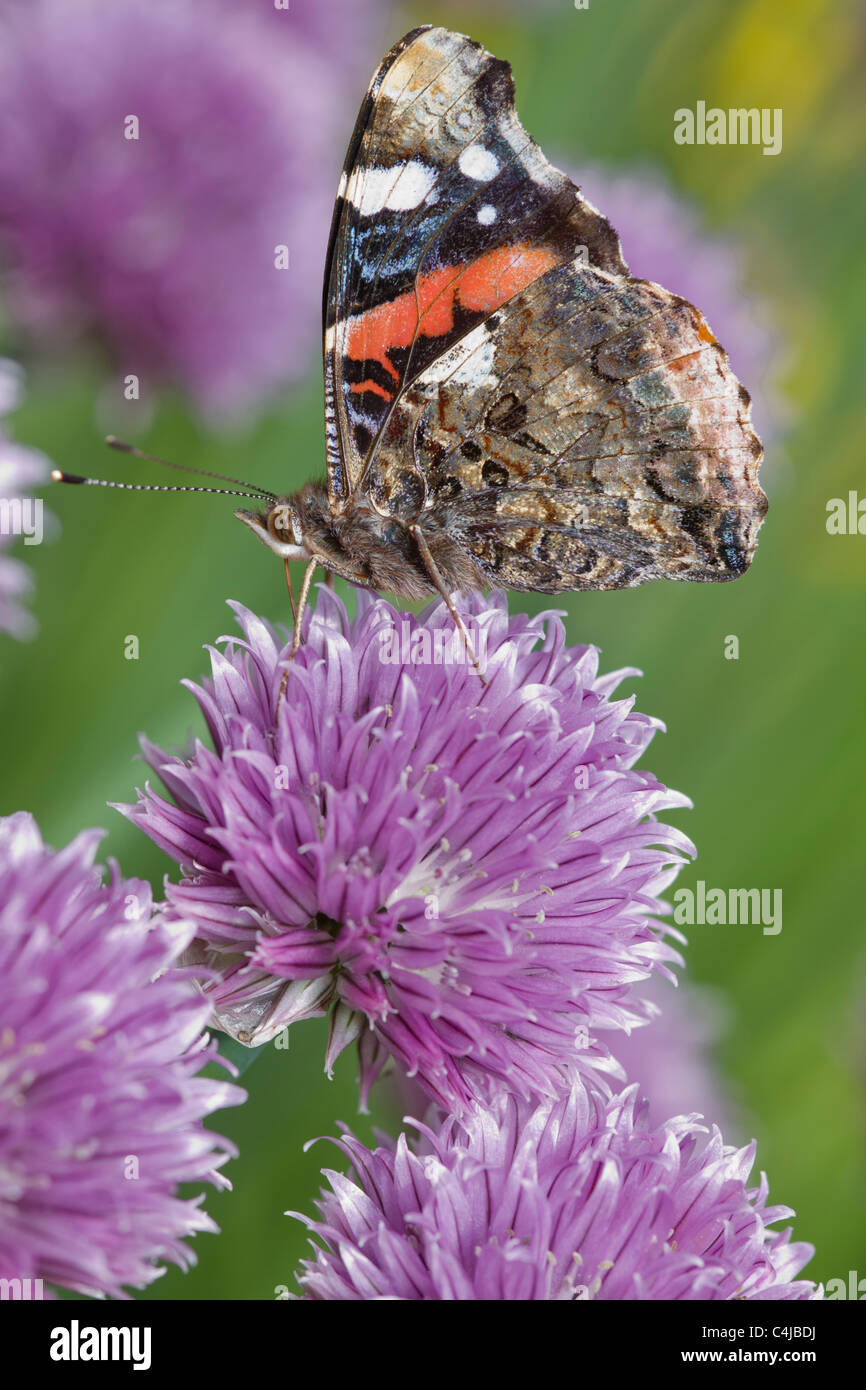 Red Admiral Butterfly (Vanessa atalanta Stock Photo - Alamy