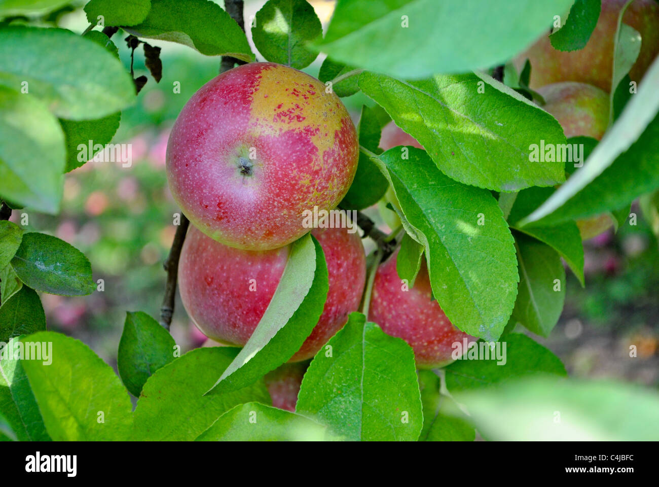 Apples on the tree in the orchard Stock Photo - Alamy