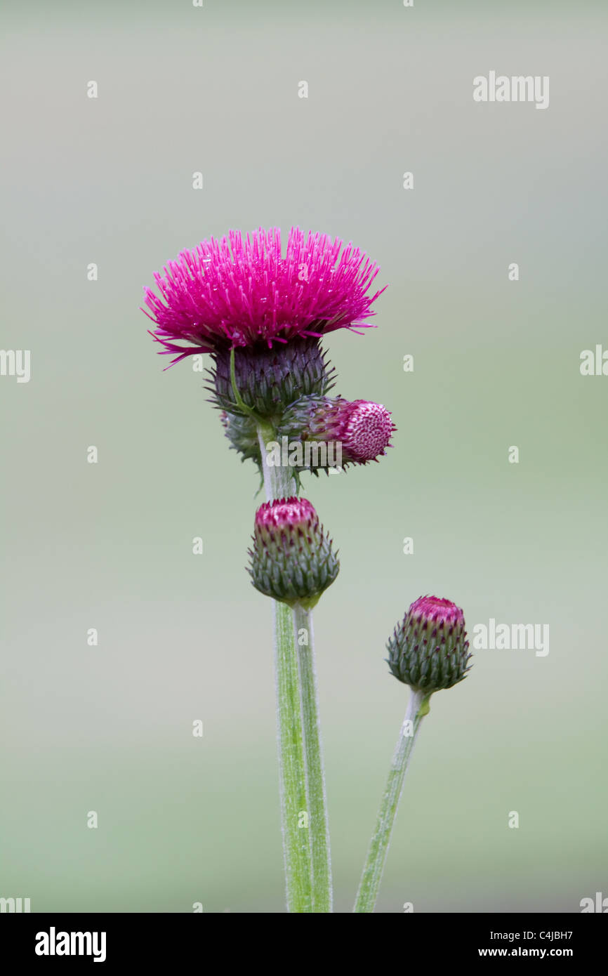 Cirsium rivulare atropurpureum Stock Photo - Alamy