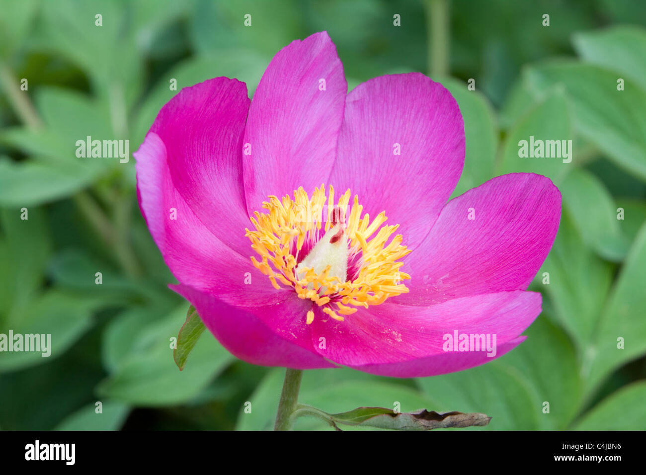 Paeonia officinalis paeonia officinalis hi-res stock photography and ...