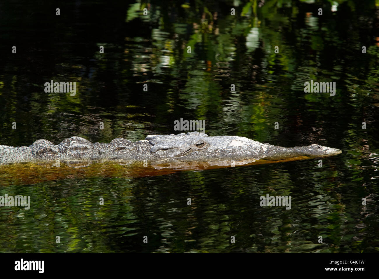 Large crocodile, Crocodylus acutus, swimming in green water, Everglades ...