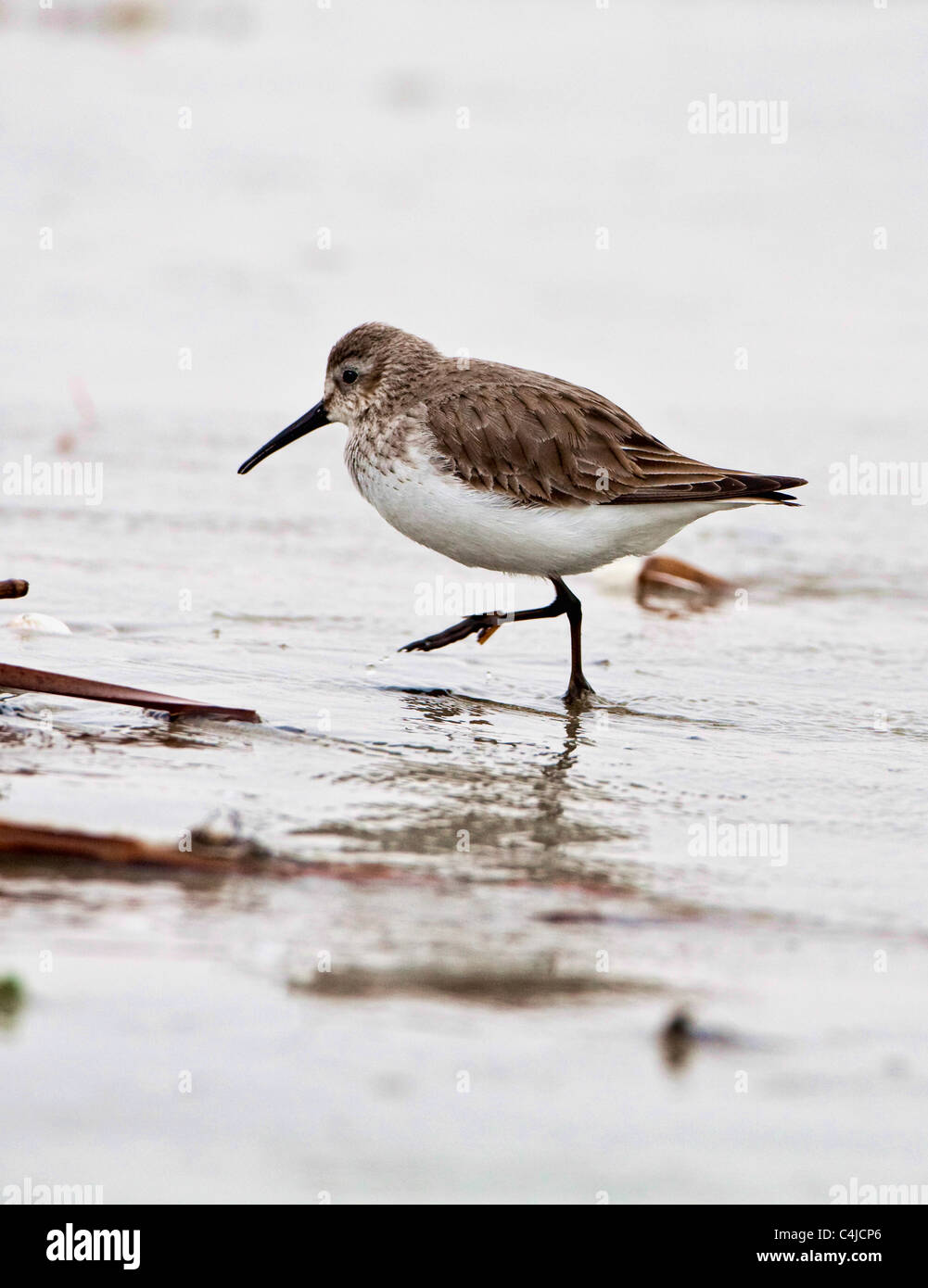 Dunlin winter plumage hi-res stock photography and images - Alamy