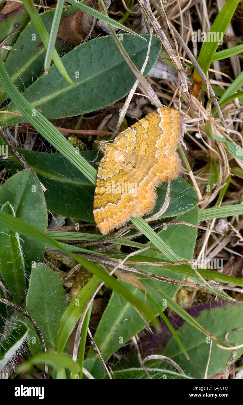 Yellow Shell moth Camptogramma bilineata at rest in grassland during ...