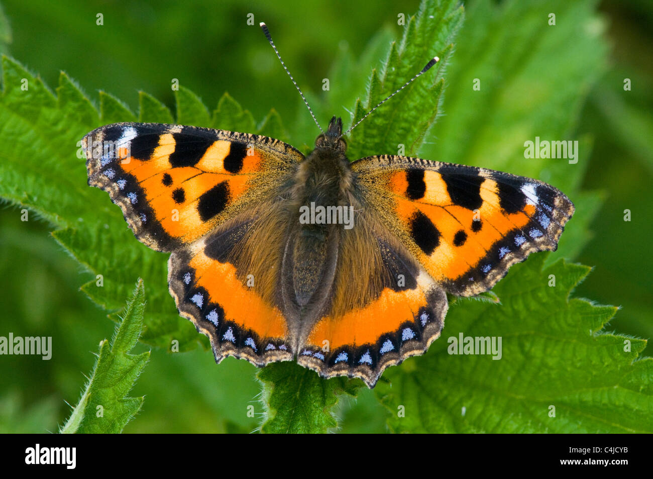 Small tortoiseshell butterfly hi-res stock photography and images - Alamy