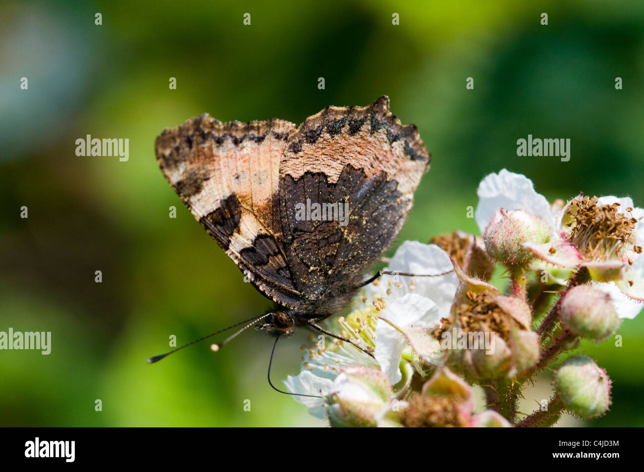 small tortoiseshell butterfly Stock Photo - Alamy