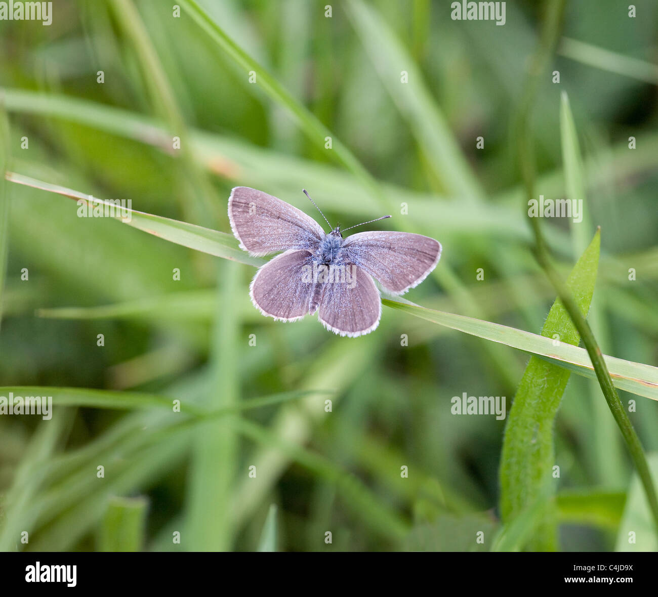 Small blue butterfly hi-res stock photography and images - Alamy