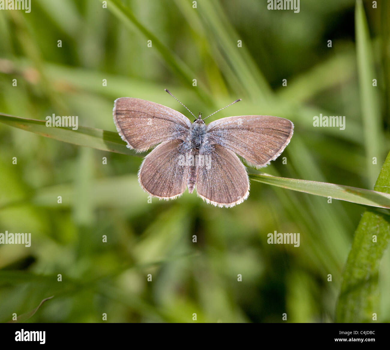 The Small Blue butterfly Cupido minimus at rest on a grass blade Stock ...