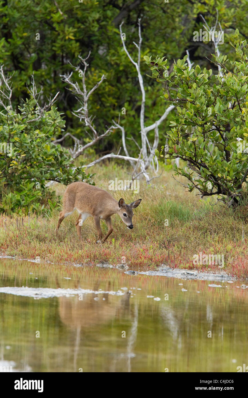 Small key deer (Odocoileus virginianus clavium) walking at water's edge ...