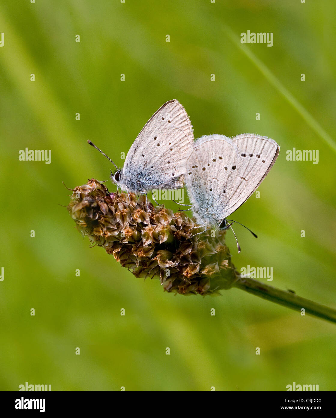 Small blue butterfly hi-res stock photography and images - Alamy