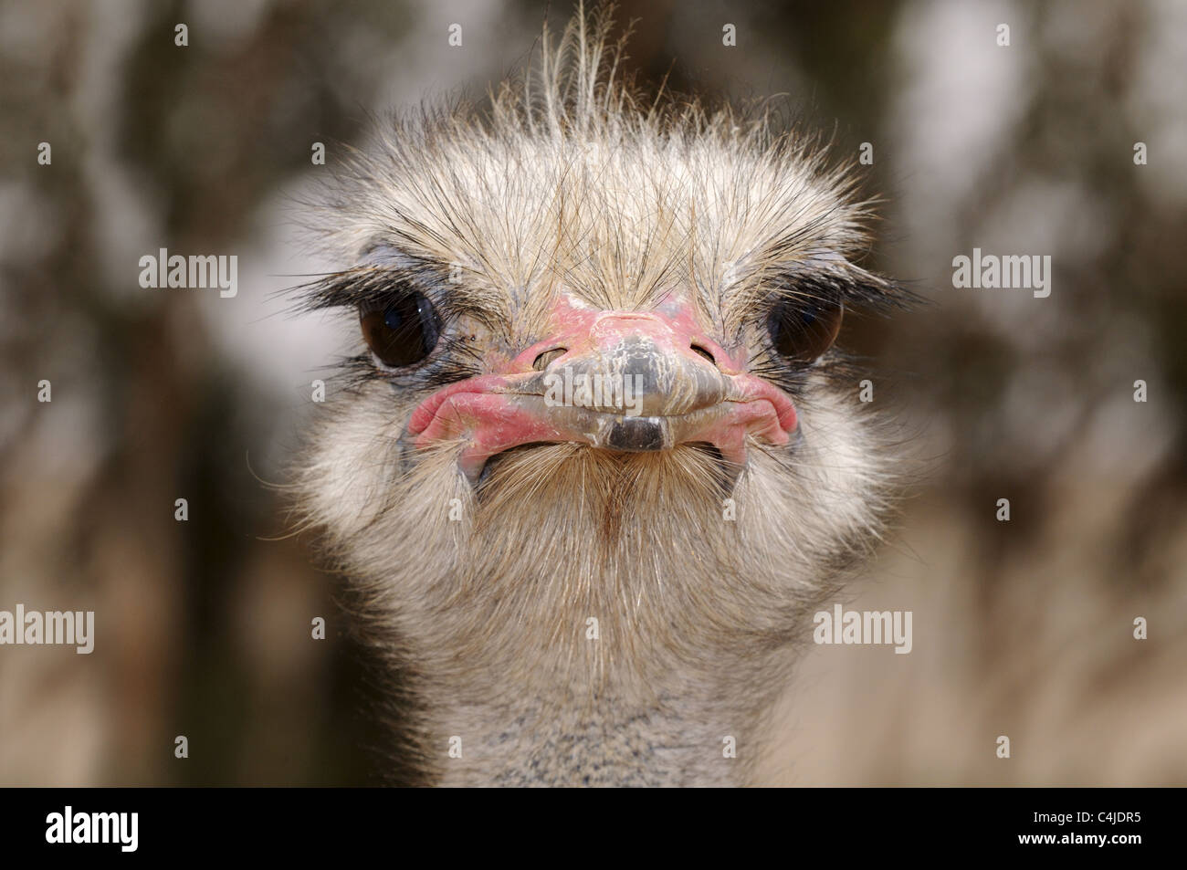 Ostrich farms hi-res stock photography and images - Alamy