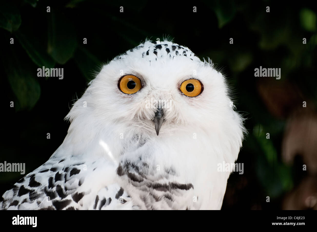 Snowy owl face hi-res stock photography and images - Alamy