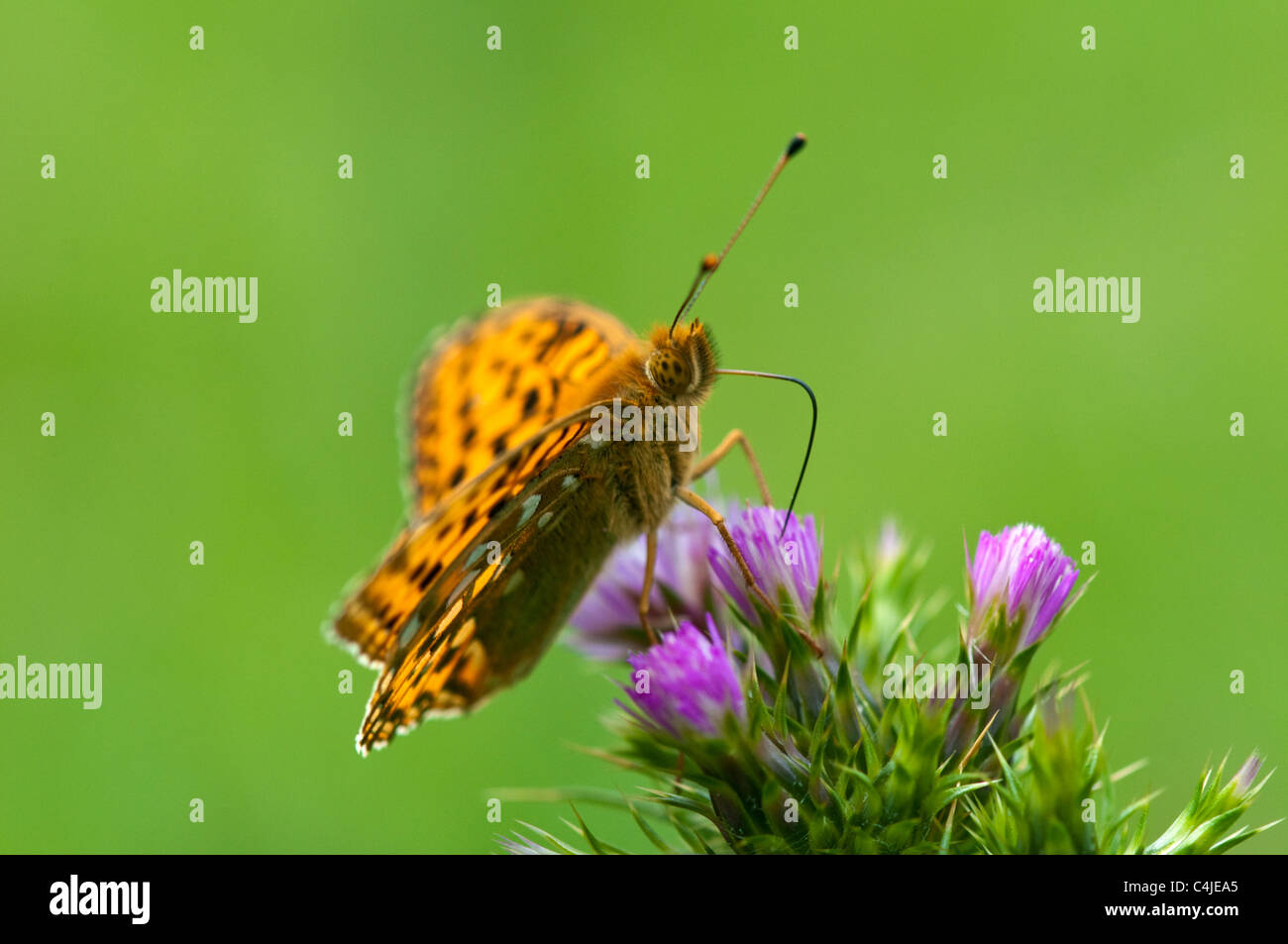 dark green fritillary Stock Photo - Alamy