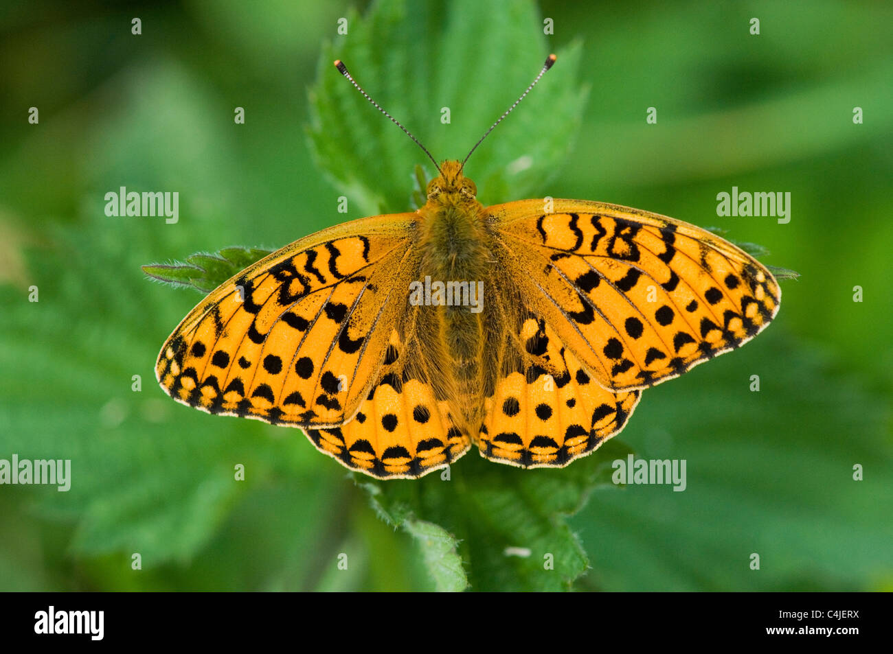 dark green fritillary Stock Photo - Alamy