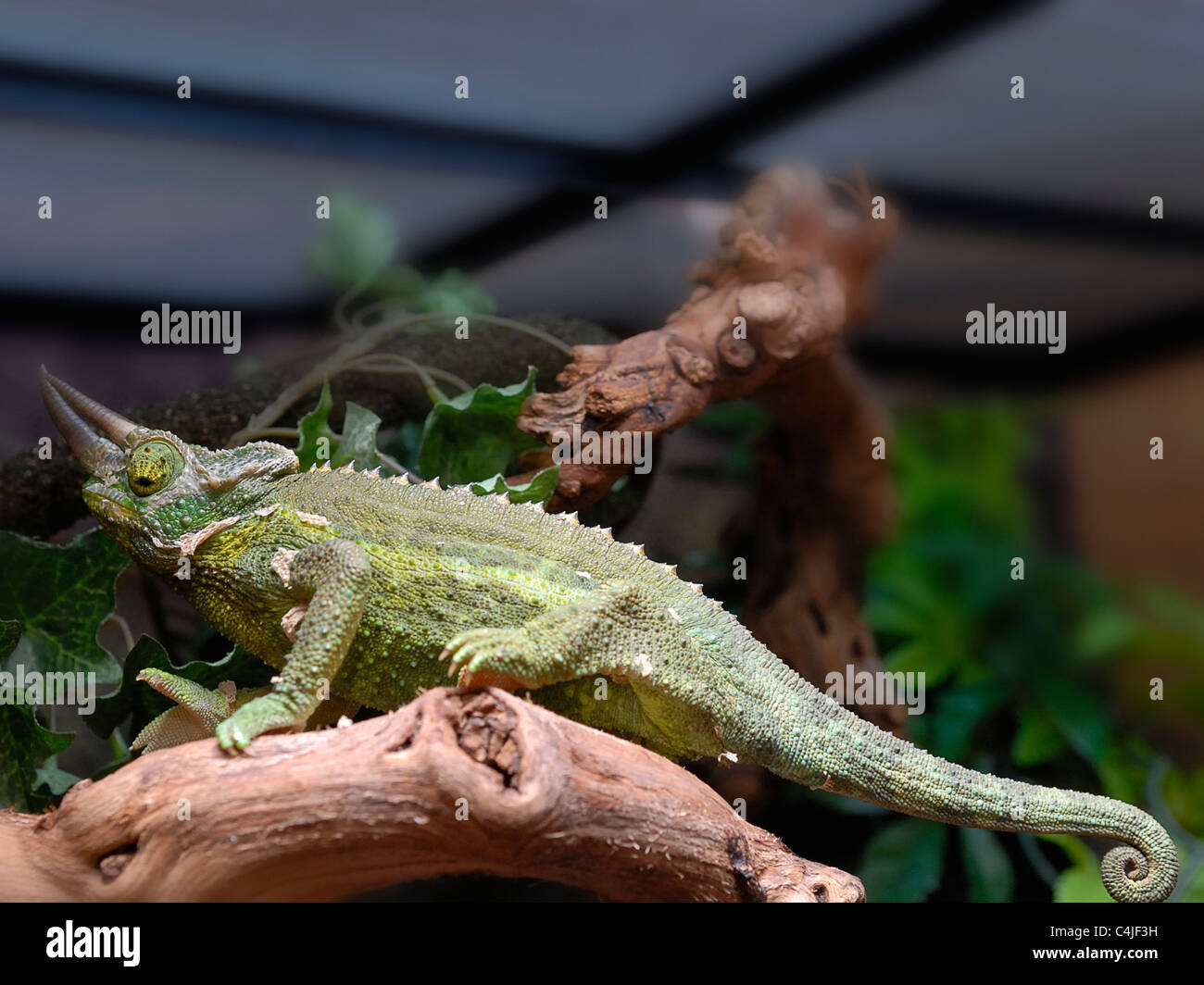 Jacksons chameleon hi-res stock photography and images - Alamy