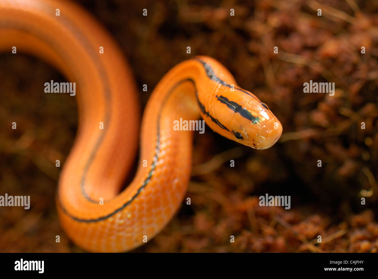 Thai Bamboo Snake caught in motion Stock Photo - Alamy