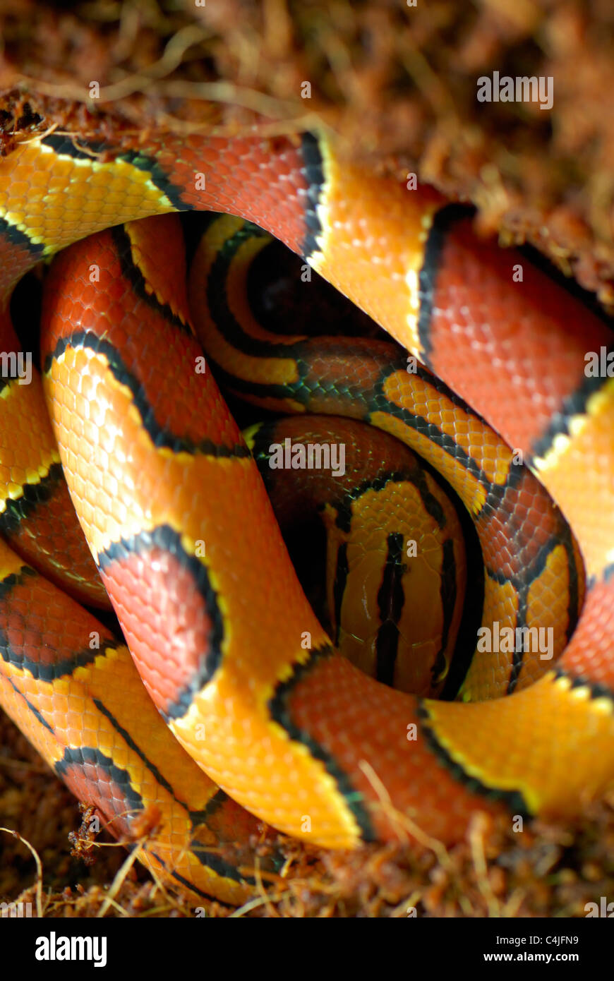 Racer snake hi-res stock photography and images - Alamy