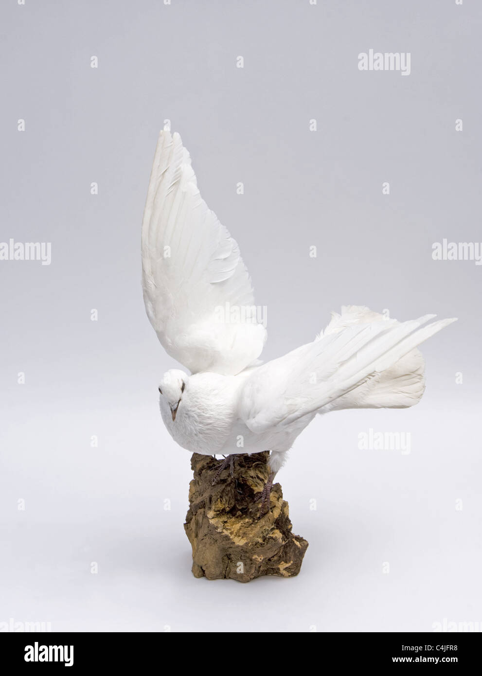White doves hi-res stock photography and images - Alamy