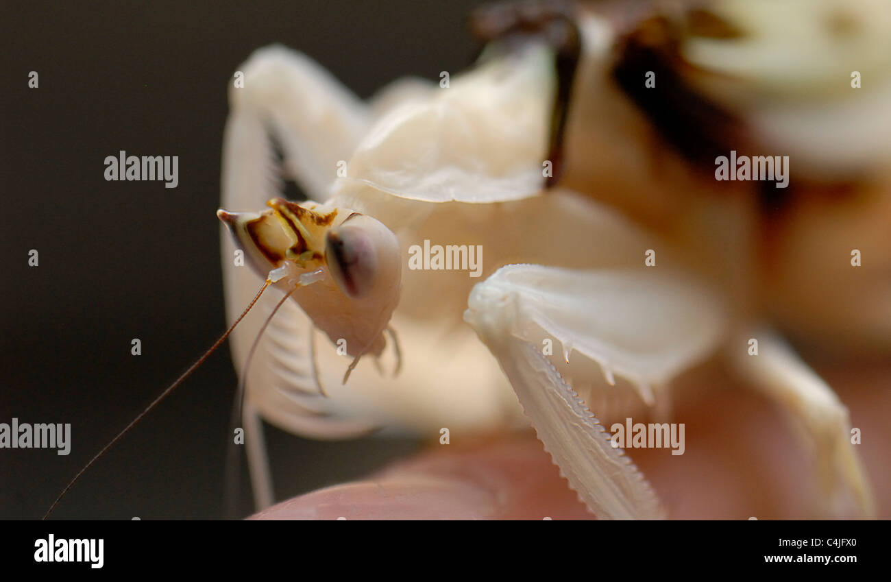 Face of orchid mantis taken at your pets pet shop hi-res stock ...