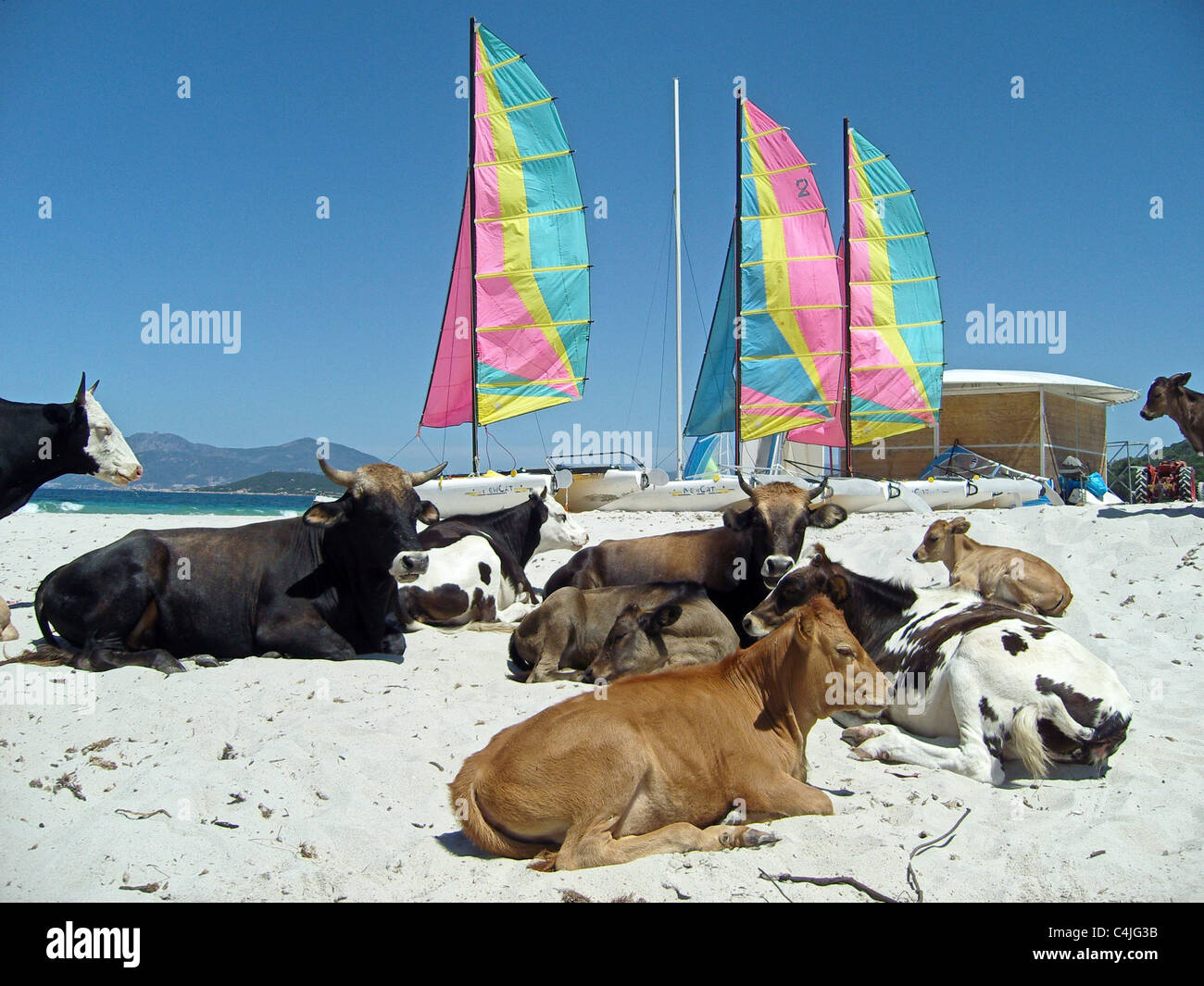Cows beach hi-res stock photography and images - Alamy