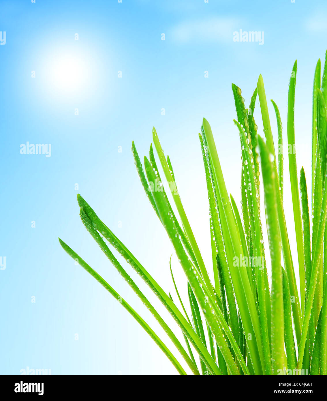 Fresh green grass macro border over blue clean sky background, healthy ...