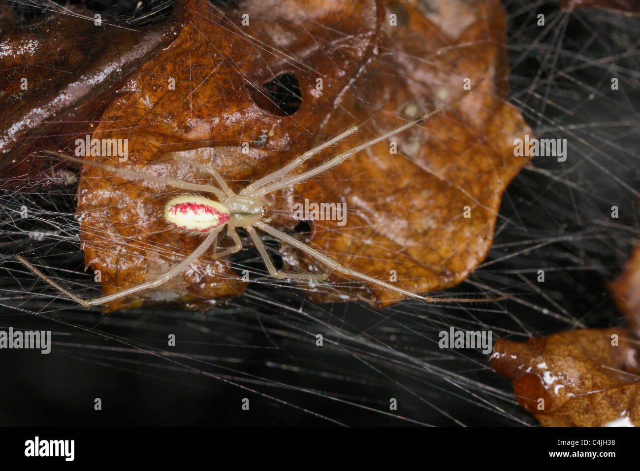 Huntsman spider hi-res stock photography and images - Alamy
