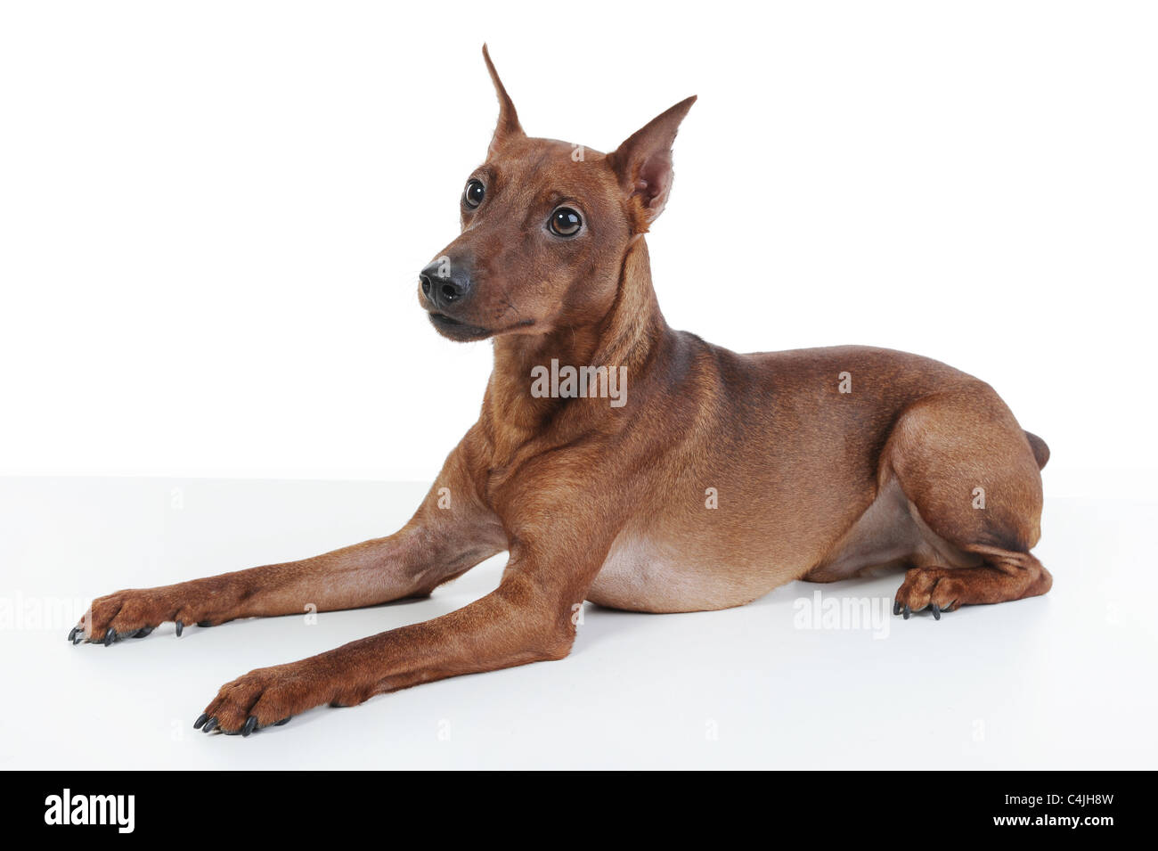 Perro pincher hi-res stock photography and images - Alamy