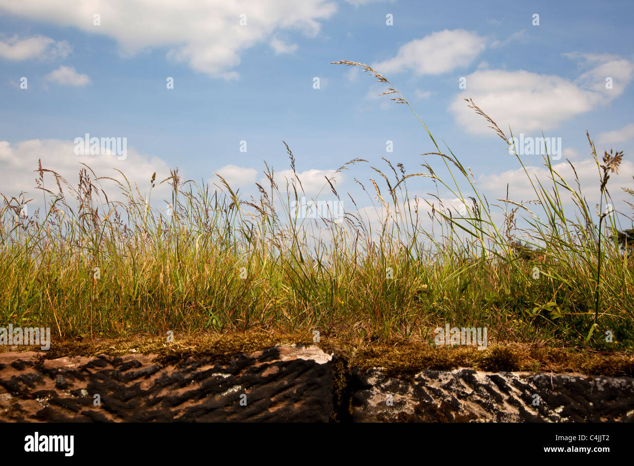 Grasses at a field edge Stock Photo - Alamy