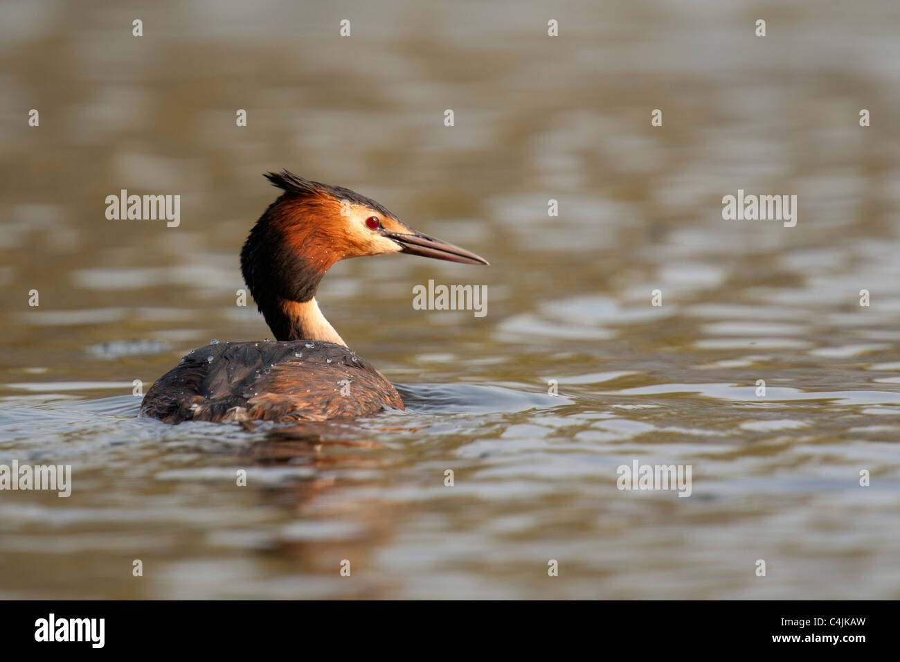 Grebe feet hi-res stock photography and images - Alamy