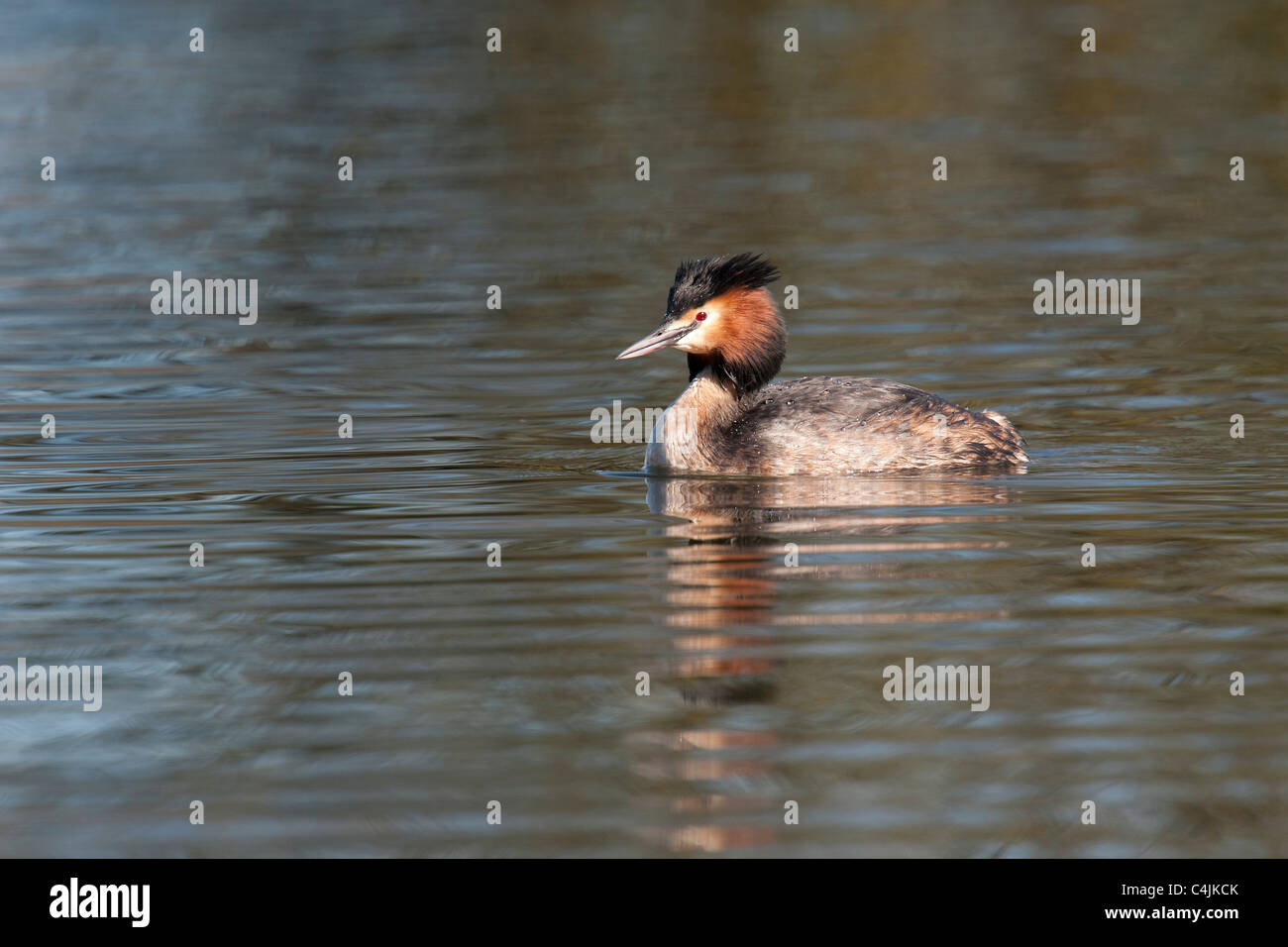 Grebe feet hi-res stock photography and images - Alamy