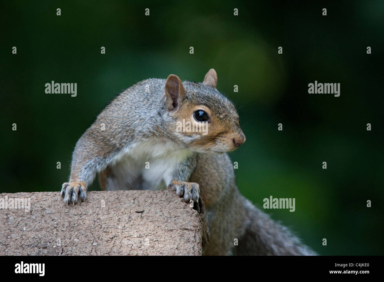 Grey squirrel on bird table Stock Photo - Alamy