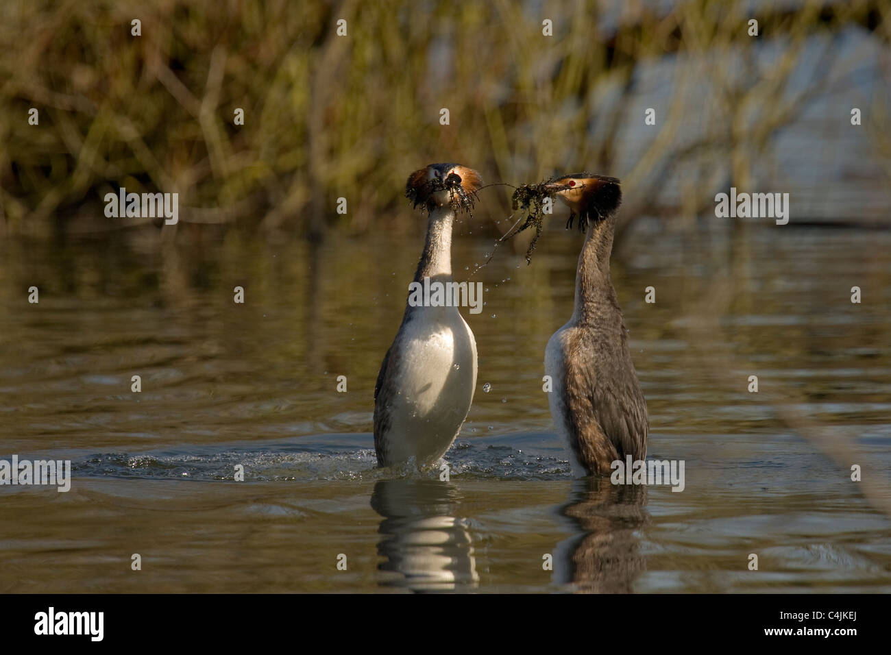 Grebe feet hi-res stock photography and images - Alamy