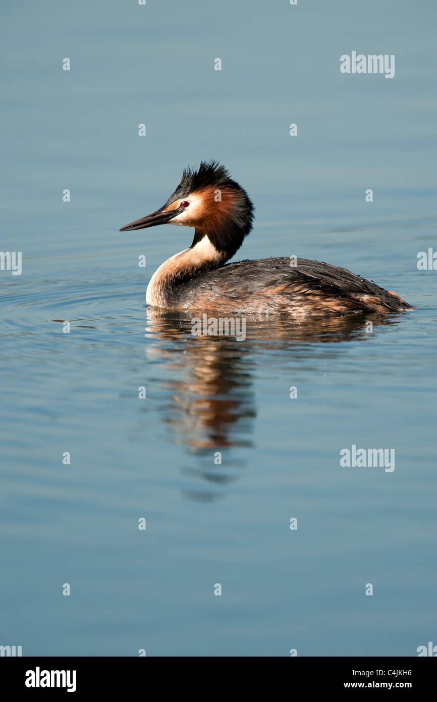 Grebe feet hi-res stock photography and images - Alamy