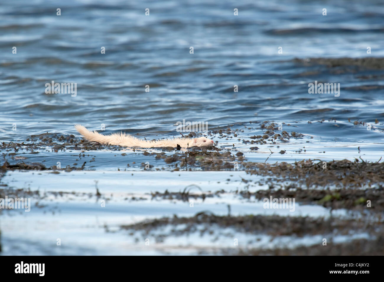 Albino Mink Hunting Stock Photo - Alamy