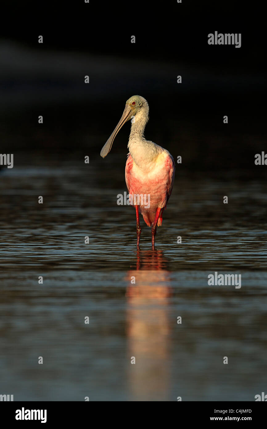 Roseate Spoonbill, Feeding, catching, fish Stock Photo - Alamy