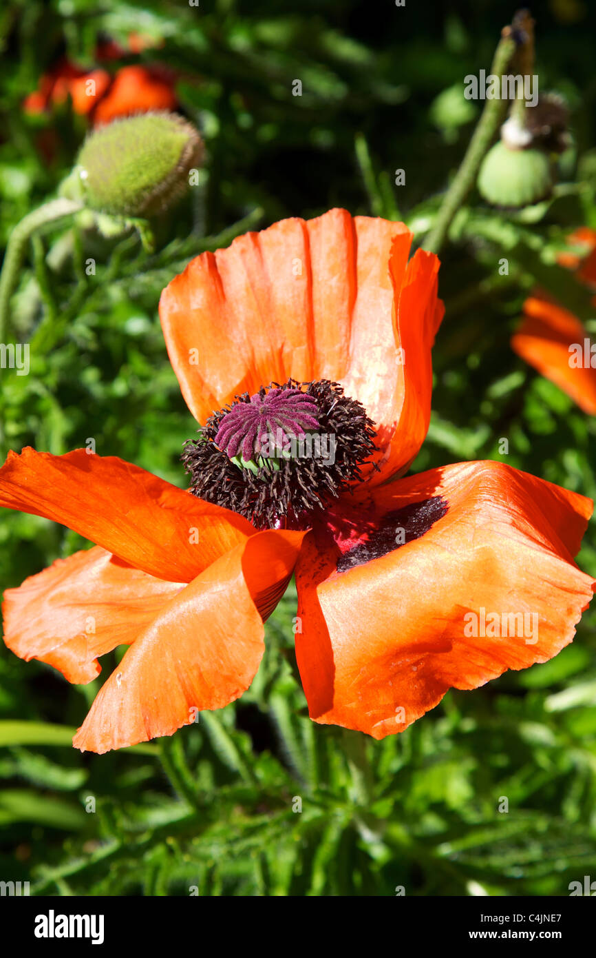 Red Oriental Poppy Papaver Orientale single Flower and seed head ...