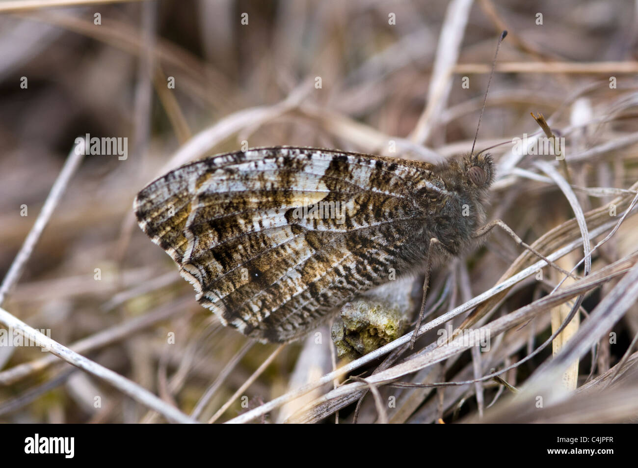 Grayling butterfly not fish hi-res stock photography and images - Alamy