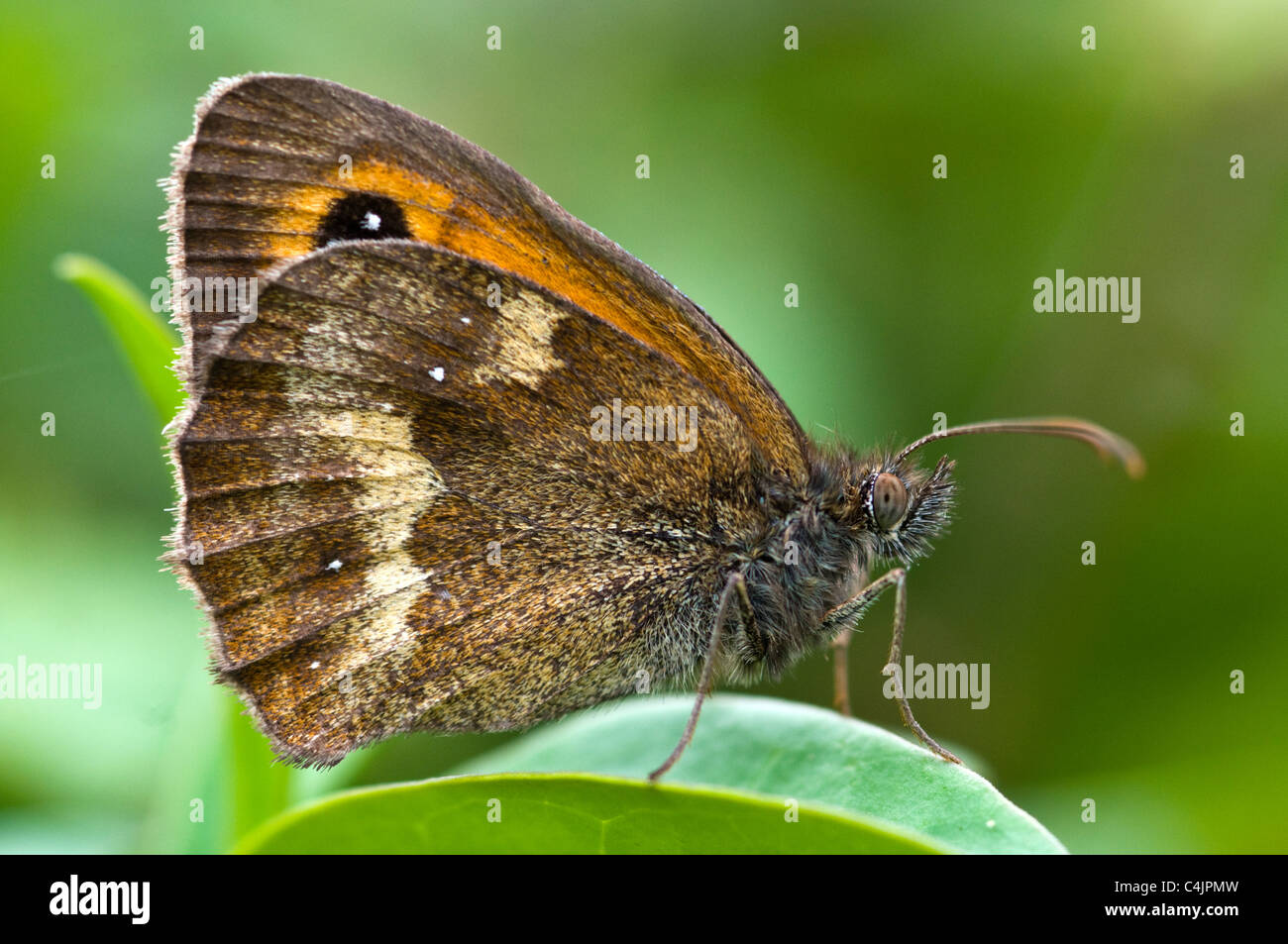 Gatekeeper butterfly hedge hi-res stock photography and images - Alamy