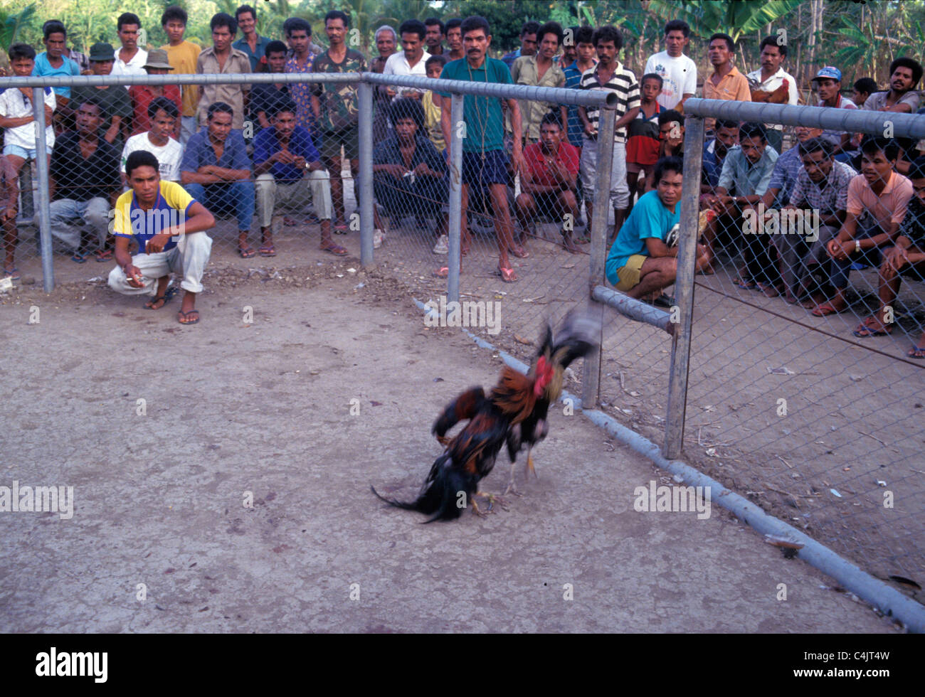 EAST TIMOR. MEN WATCH COCK FIGHTING IN THE STREETS OF VIQUEQUE Stock ...