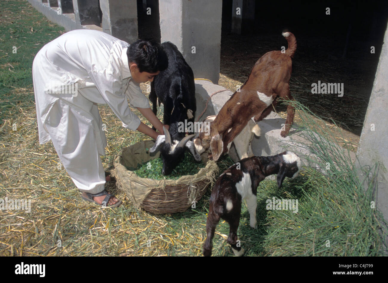 PAKISTAN BOY FEEDING GOATS IN A PUNJABI VILLAGE Stock Photo - Alamy