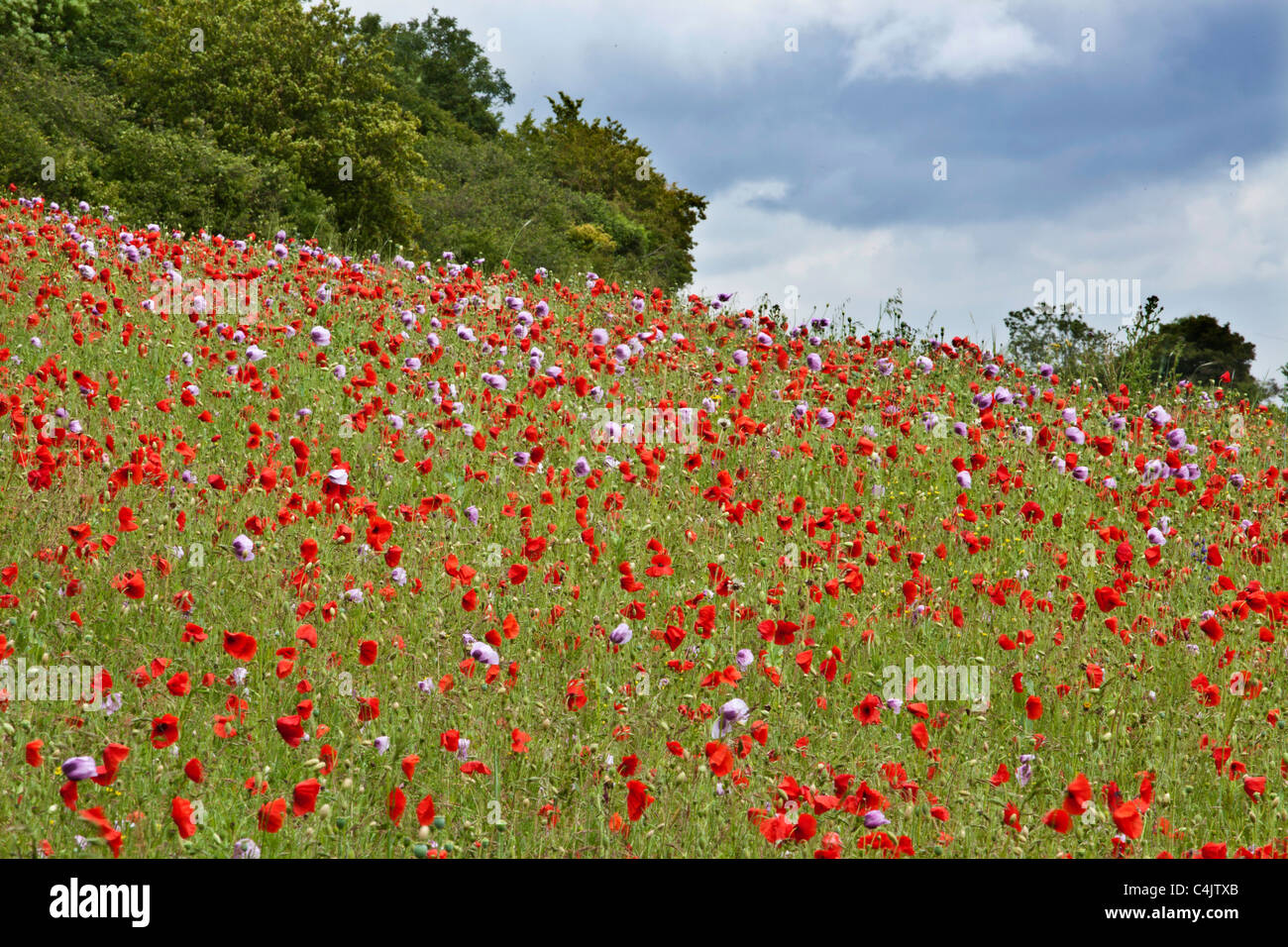 Wild Flowers at Ranscombe Farm Reserve Stock Photo - Alamy