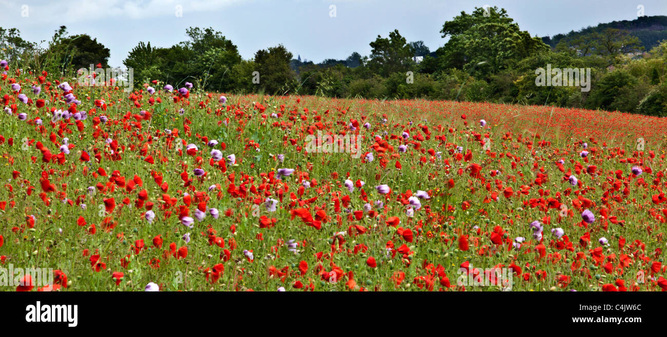 Wild Flowers at Ranscombe Farm Reserve Stock Photo - Alamy