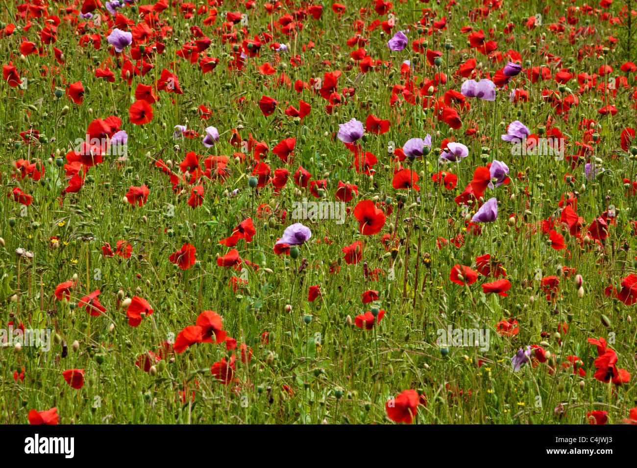 Ranscombe farm hi-res stock photography and images - Alamy